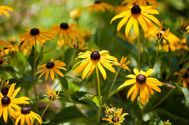 10 plantes qui fleurissent en janvier