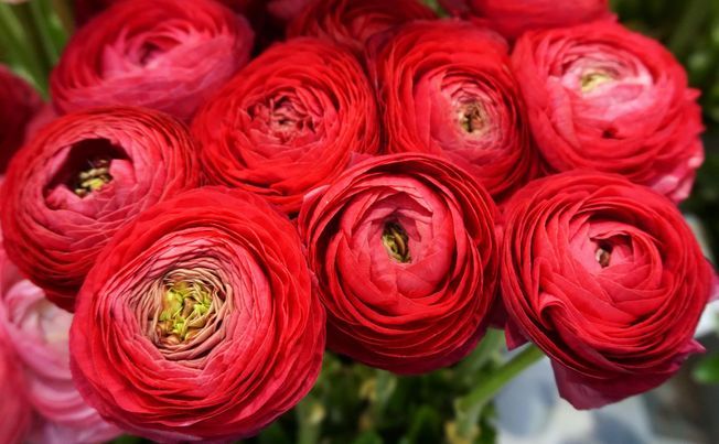 Saint-Valentin : 5 fleurs rouges qui changent des roses