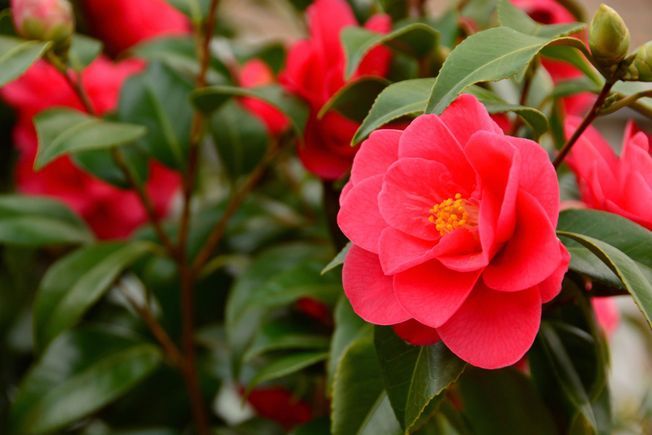 Saint-Valentin : 5 fleurs rouges qui changent des roses