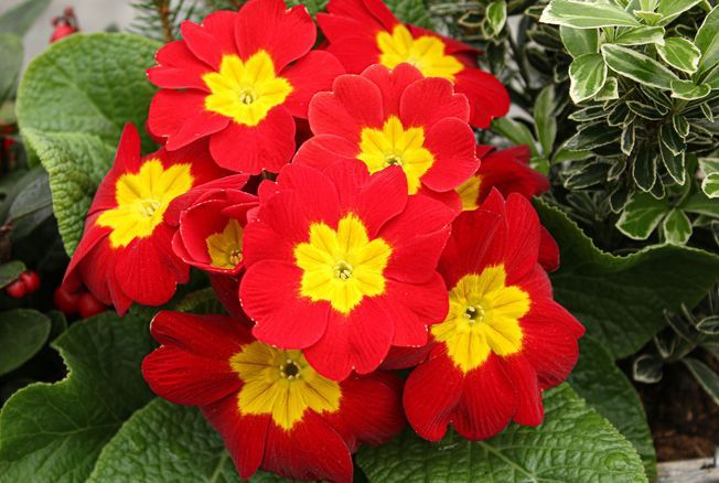 Saint-Valentin : 5 fleurs rouges qui changent des roses