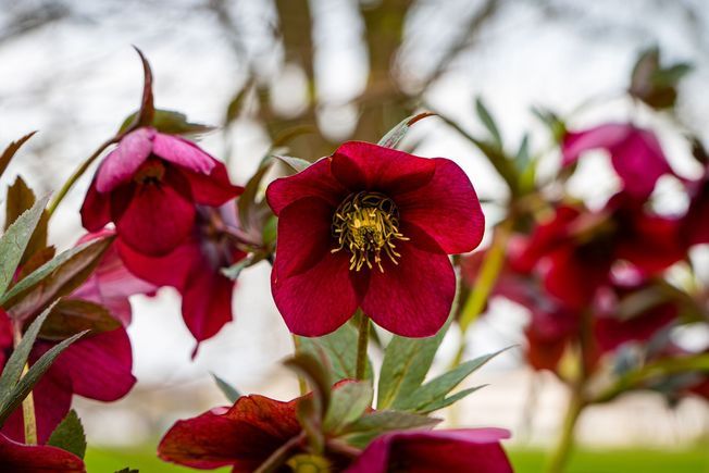 Saint-Valentin : 5 fleurs rouges qui changent des roses