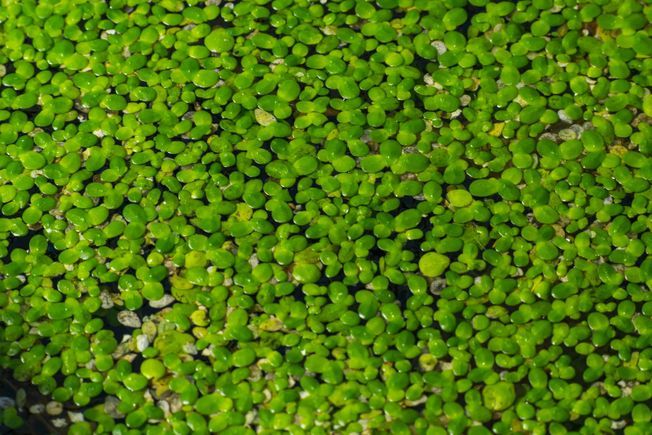 5 plantes flottantes à cultiver dans votre bassin d’extérieur