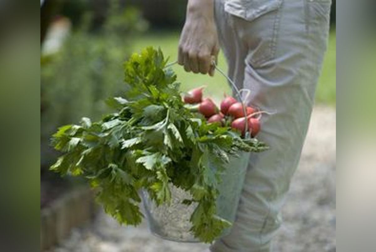 Un jardin bio mode d’emploi