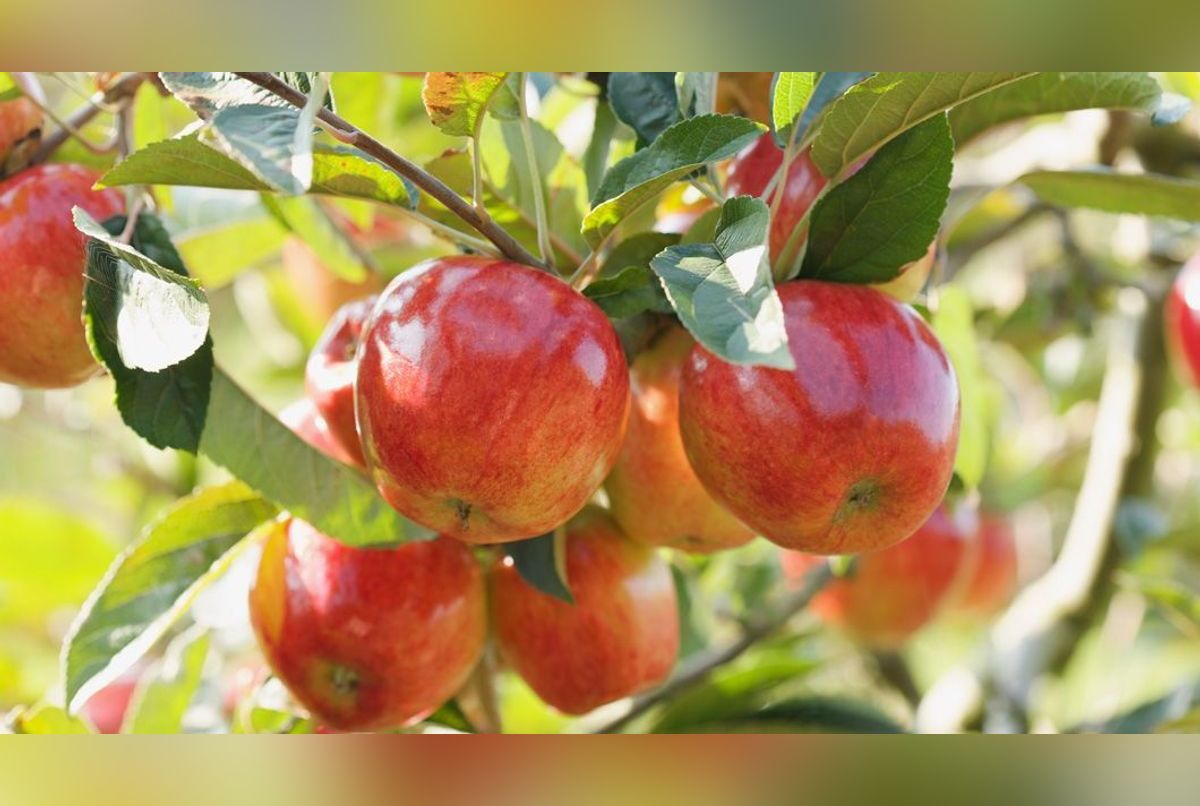 Comment planter et entretenir les arbres fruitiers - Version Femina