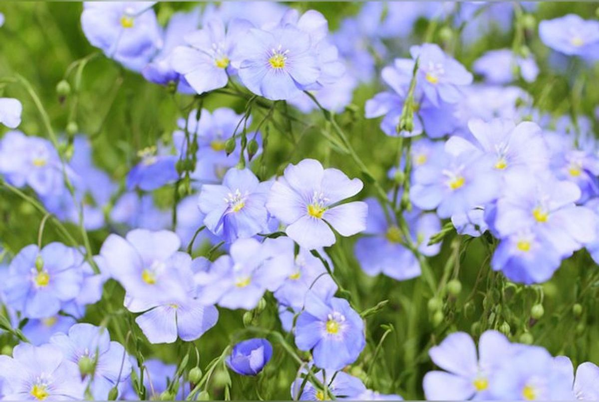 Le lin : vous ne pourrez plus vous passer de ces trois produits dans ...