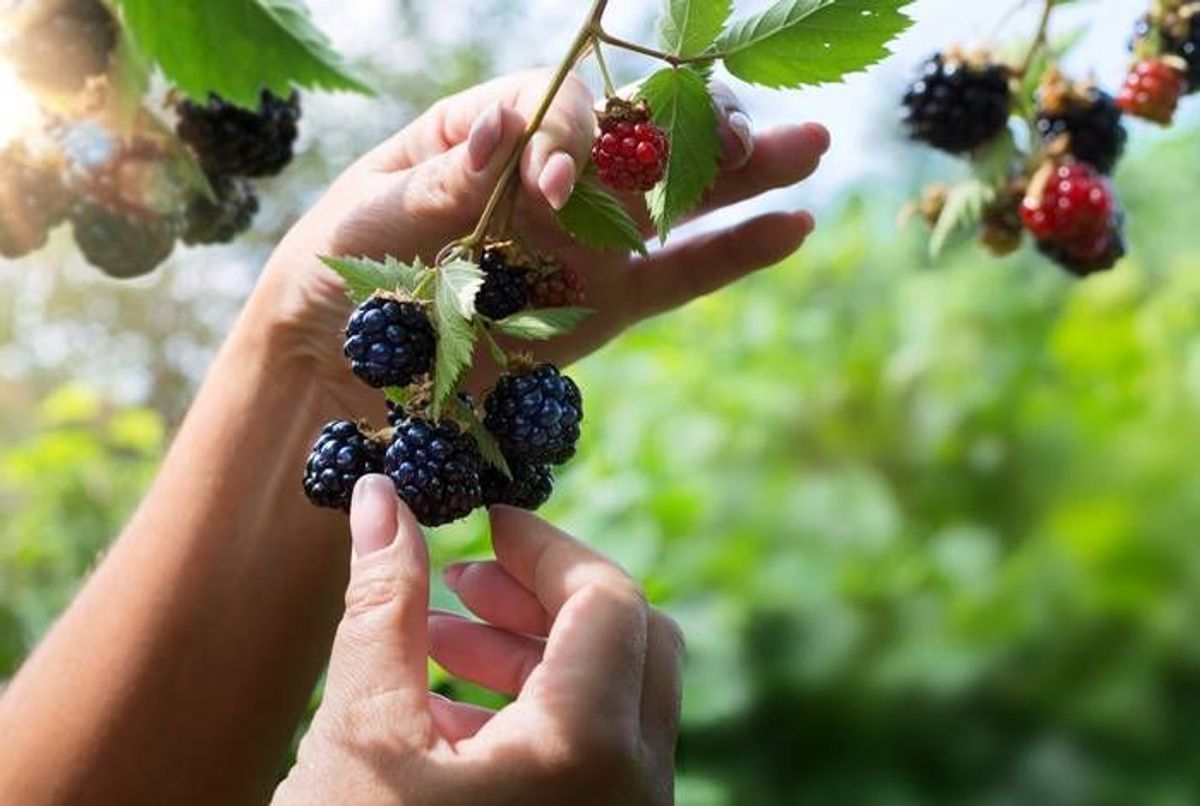 La mûre, le fruit du sang des Titans