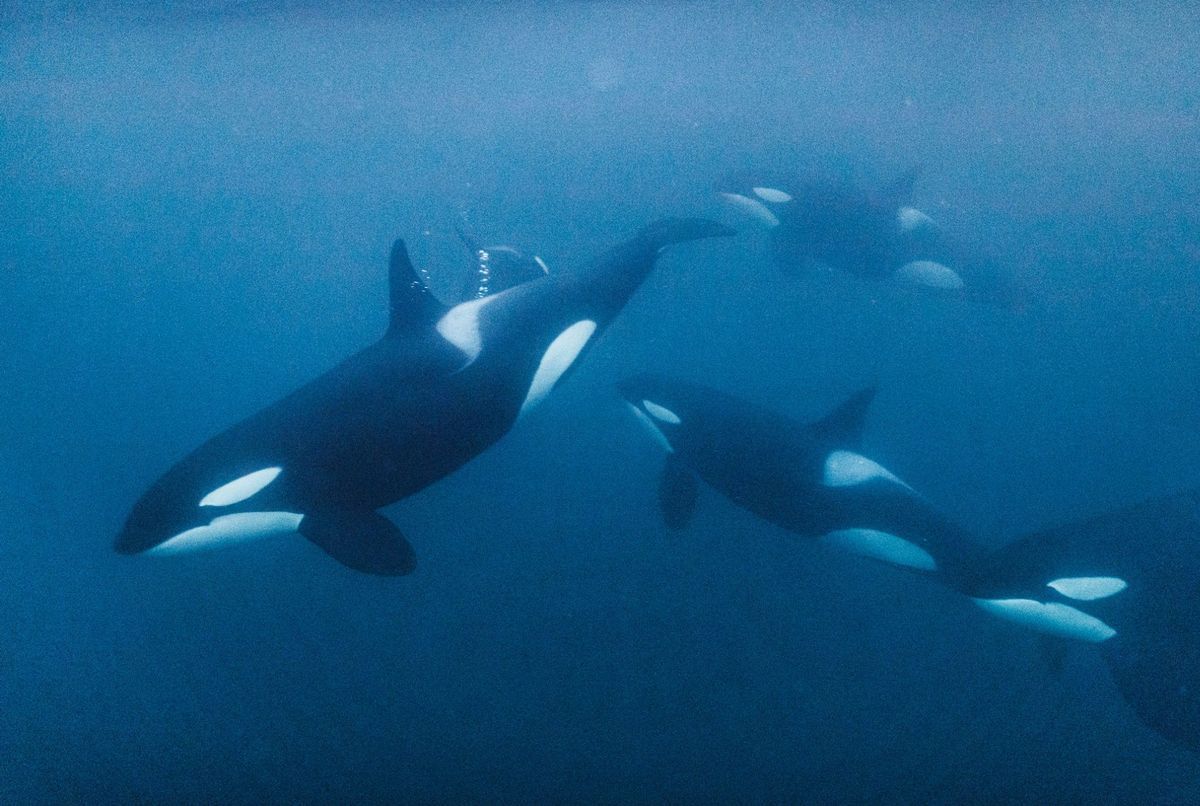 L’orque Lolita va retrouver sa liberté après 53 ans de captivité