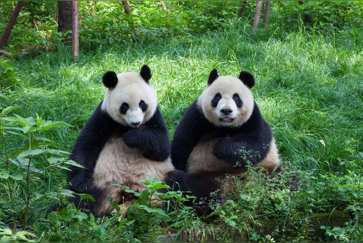 Huan Huan et Yuan Zi, les pandas du Zoo de Beauval prolongent leur ...