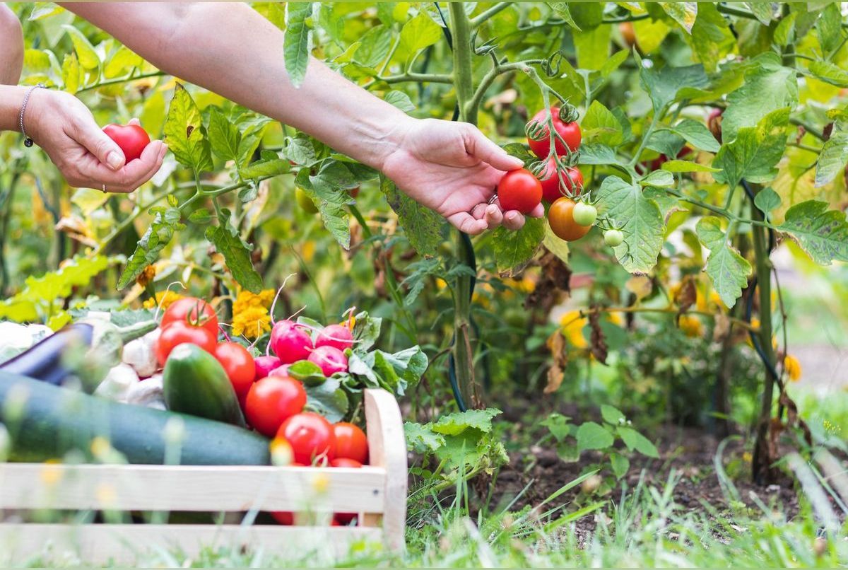 7 fruits et légumes à planter au potager avant l’été