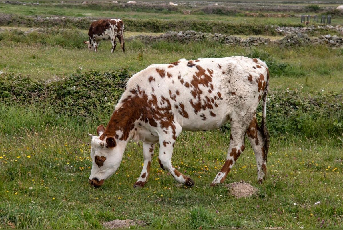Voici Oreillette, la vache égérie du Salon de l’agriculture 2023