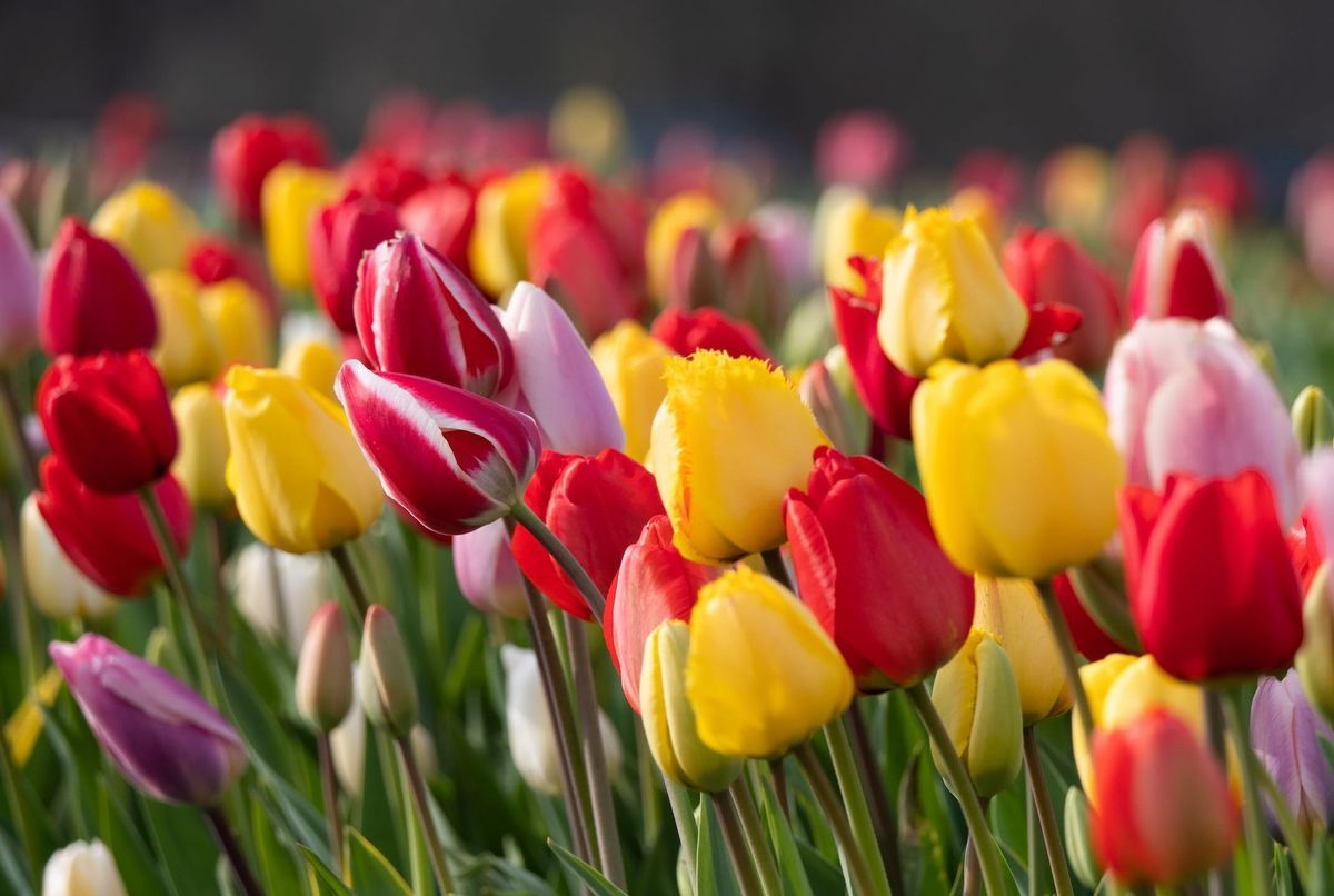 10 fleurs de printemps à semer dans votre jardin
