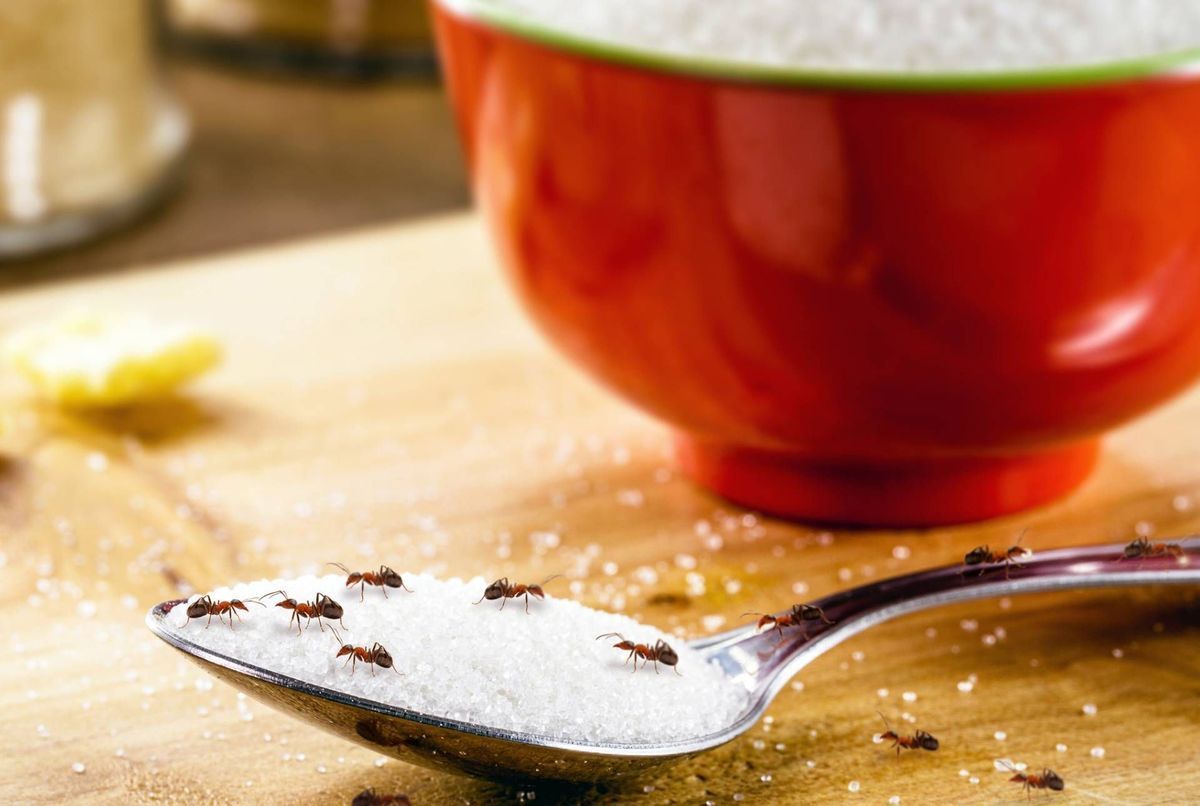 Comment reconnaître un nid de fourmis : 8 conseils