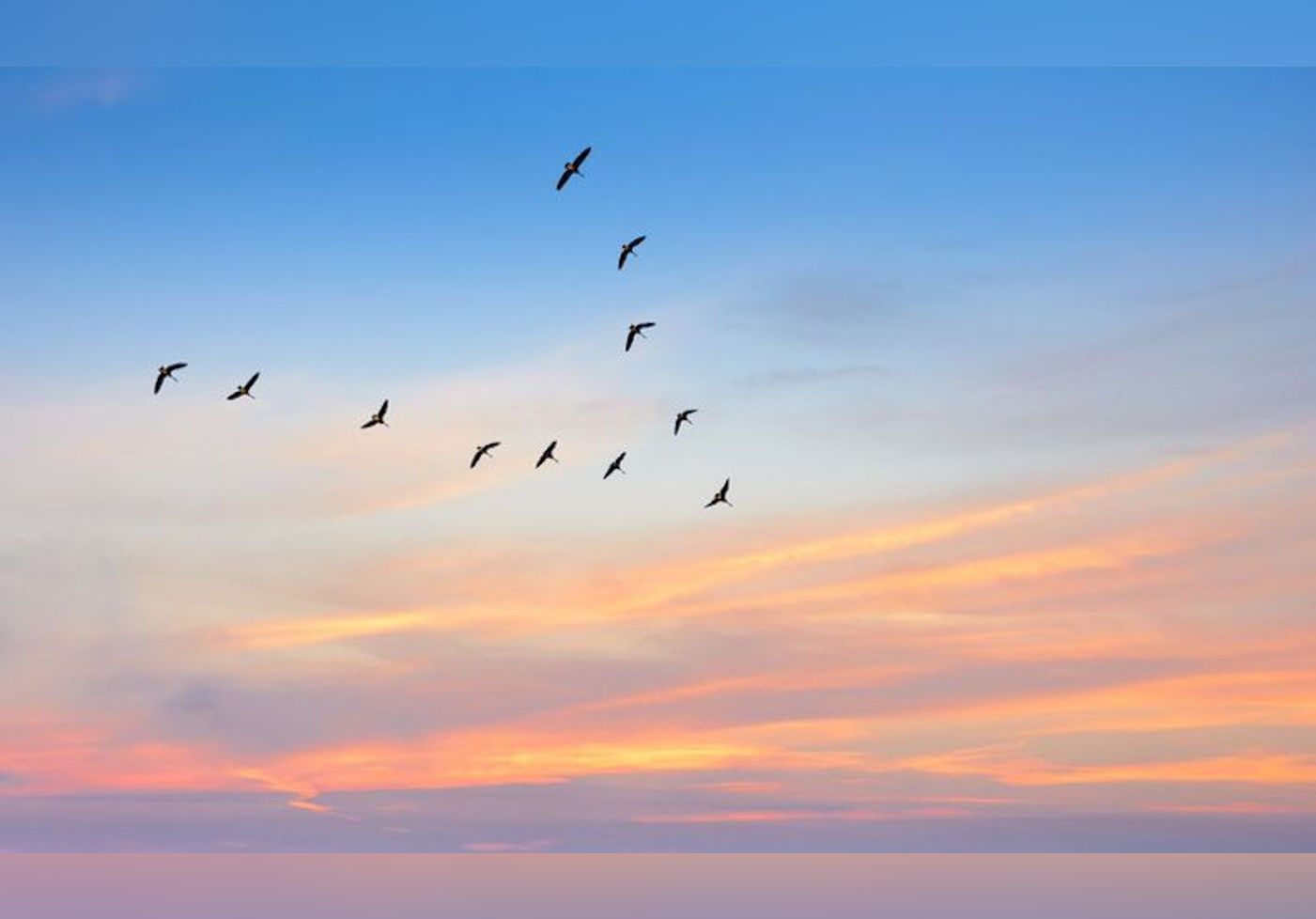 Comment et où observer les oiseaux migrateurs durant les mois de ... Comment et où observer les oiseaux migrateurs durant les mois de ...
