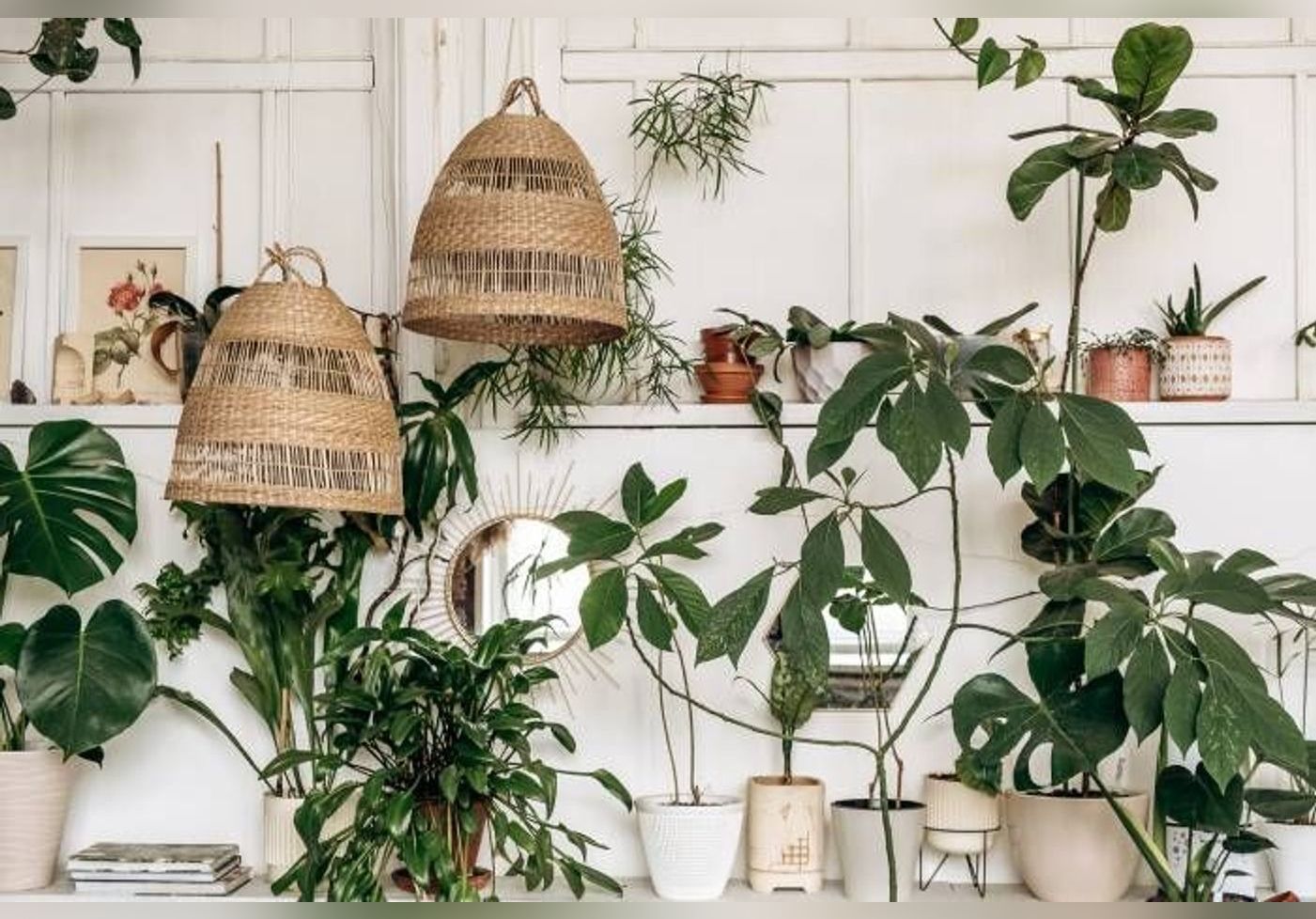 Découvrez la tendance « plant addict » ou l'art de collectionner les ...