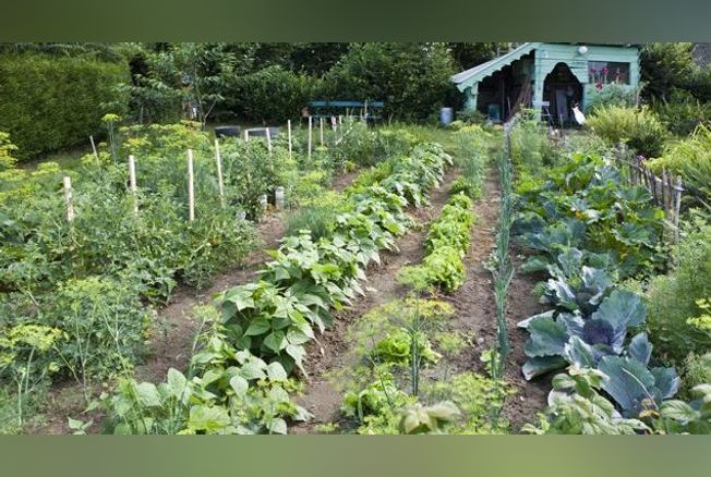 La permaculture : une solution écologique aux techniques agricoles