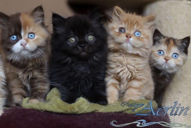 Voici le céleste, une nouvelle race de chats aux incroyables yeux bleus ...