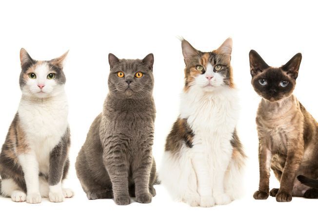 12 races de chats aux physiques uniques