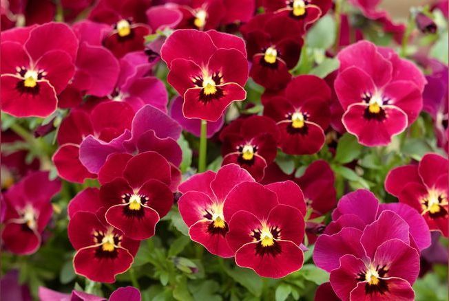 Saint-Valentin : 5 fleurs rouges qui changent des roses