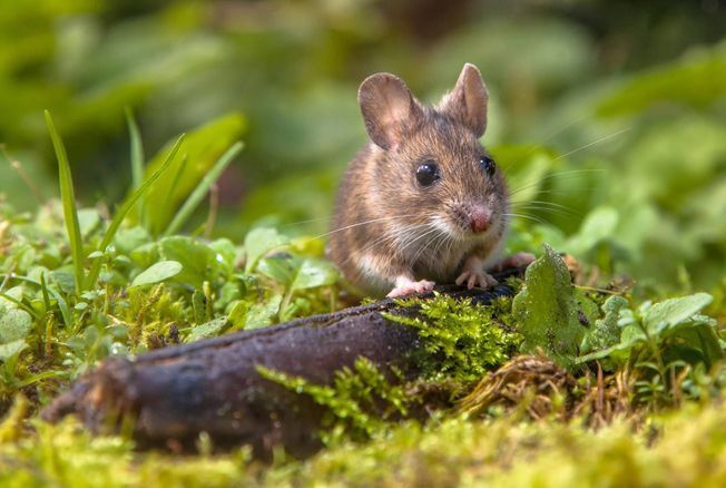 Les mulots : tout savoir sur ces petits animaux des jardins