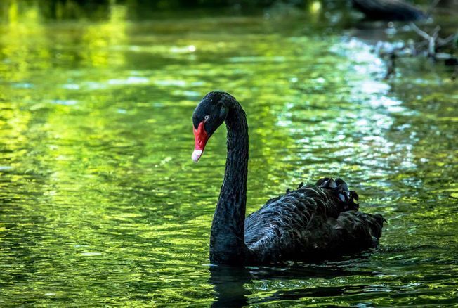 Ces comportements fascinants chez les animaux : l'homoparentalité chez les cygnes noirs